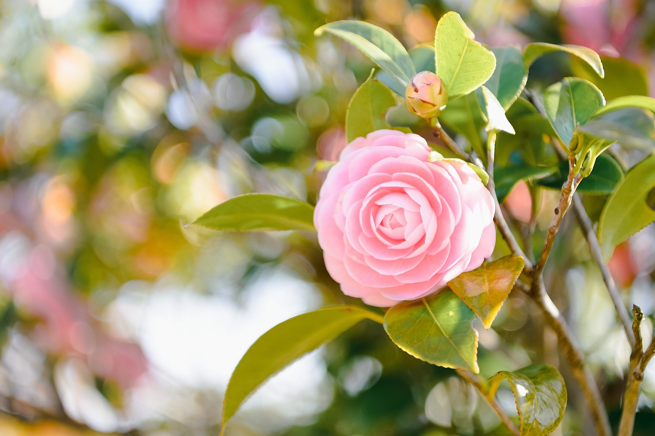Top 7 Flowers That Bloom in January and Their Meanings - Mysore